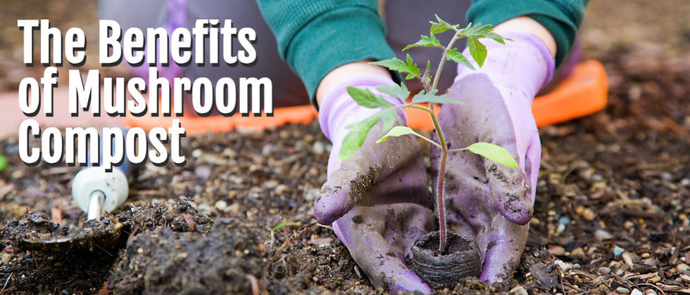 The Benefits of Mushroom Compost