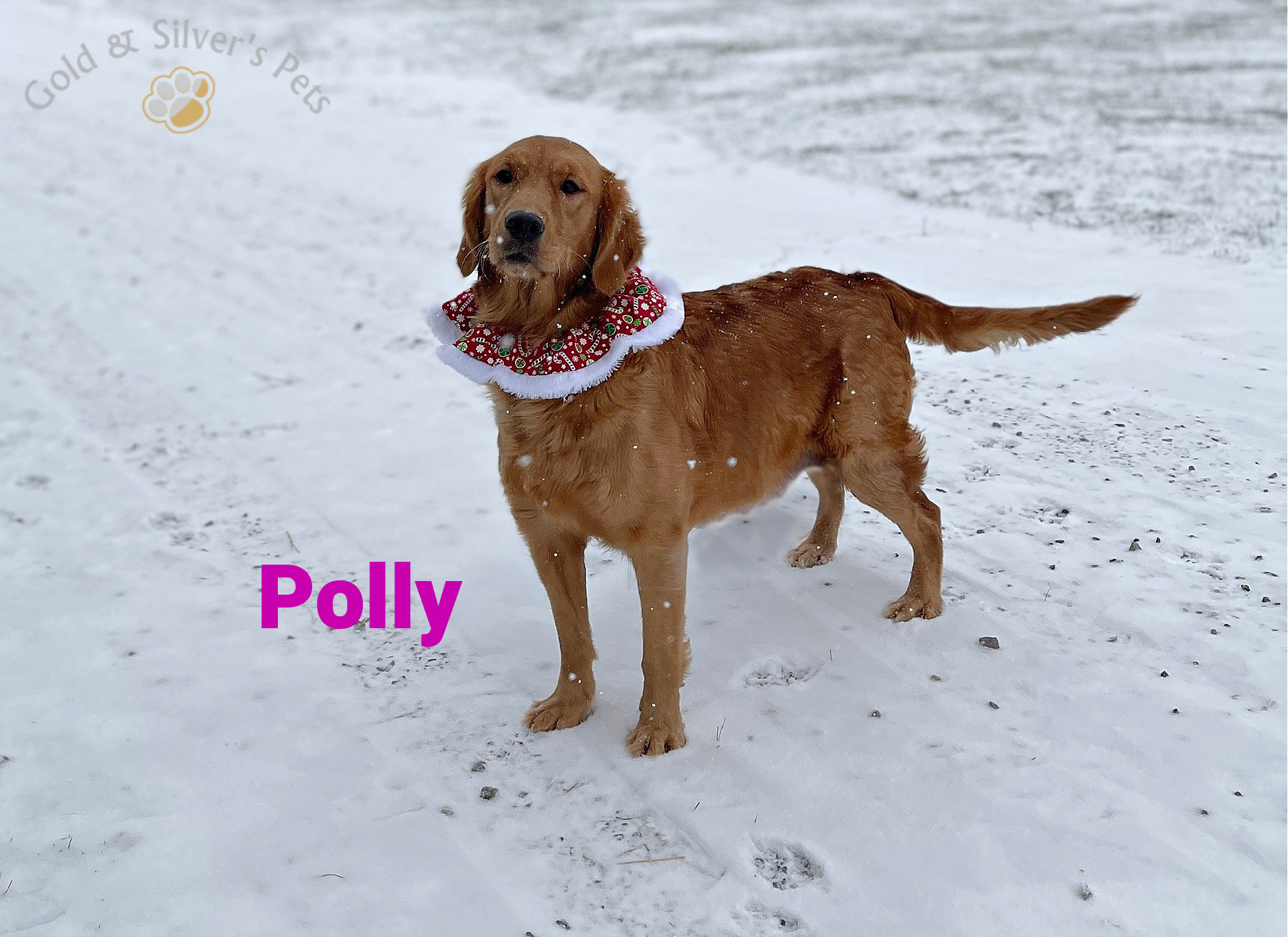 Polly