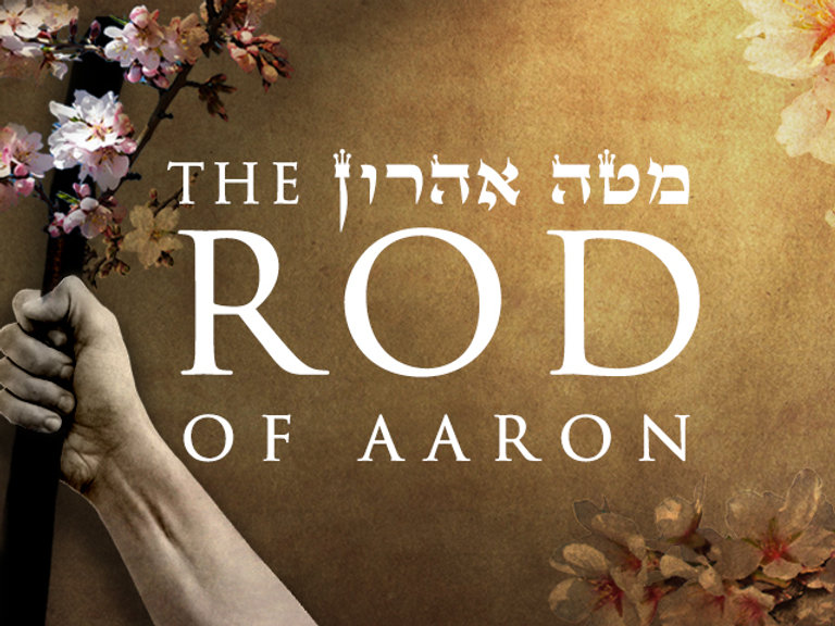 Korach: The Rod of Aaron