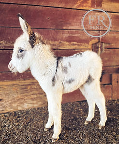 Mini Donkeys for Sale | Flat Rock Minis
