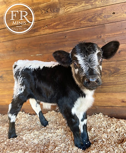 Mini Cattle for Sale | Flat Rock Minis