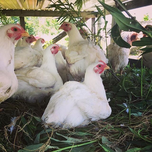 Brunty Farms I Pasture Raised Chicken