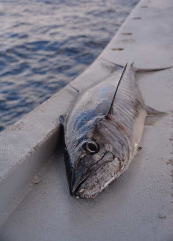 Fish and Chips | Tobin Fish Tales | North Ward
