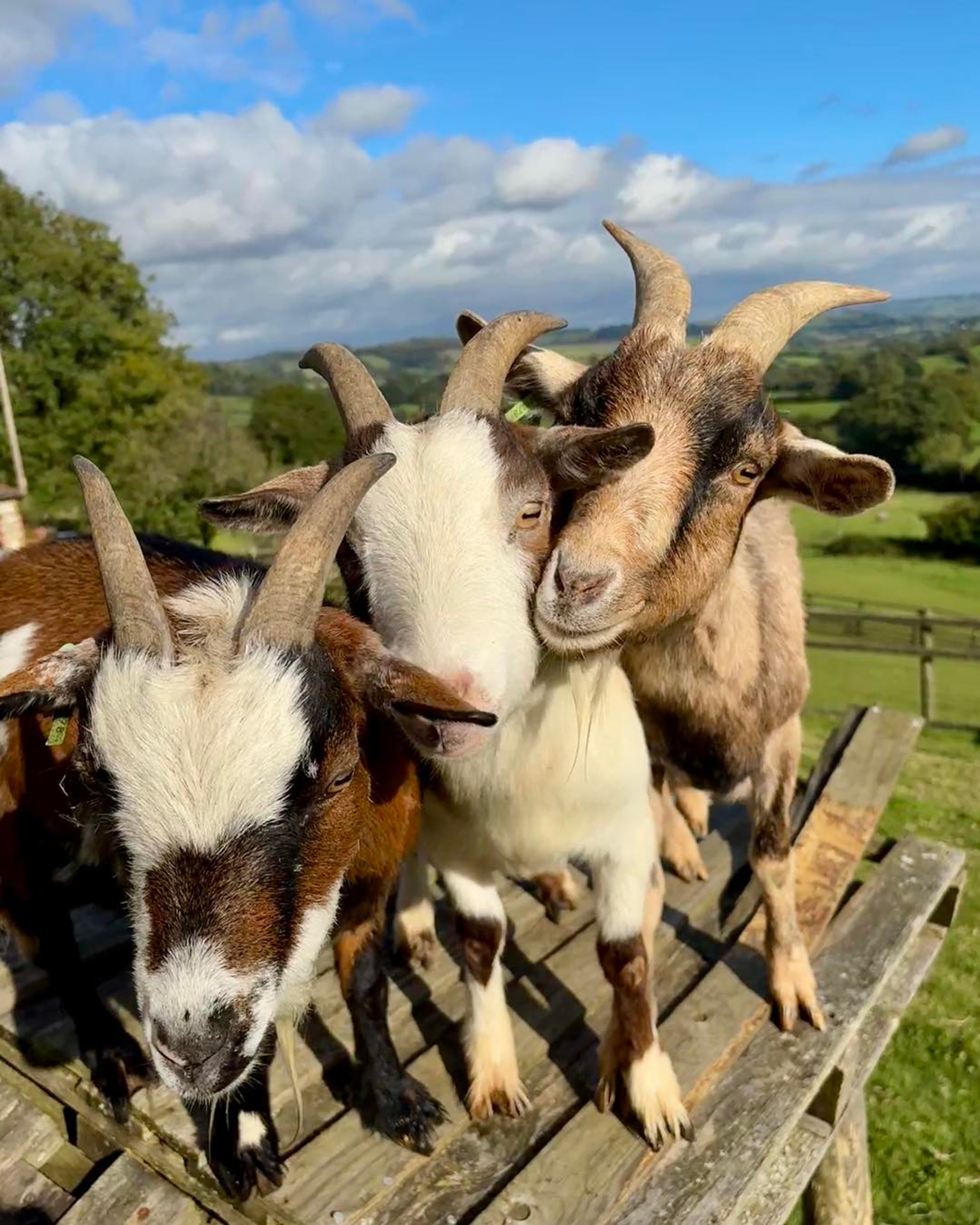 Farm Animals | Devenish Pitt Farm and Stables