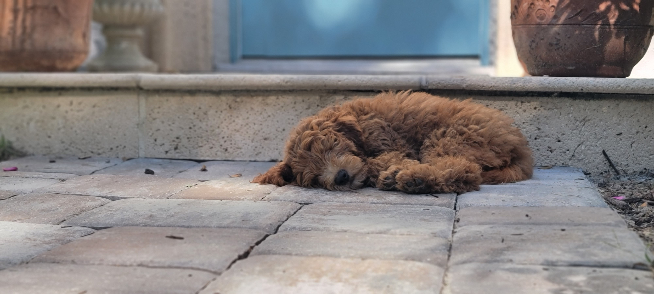 What They Don't Tell You About Owning a Doodle