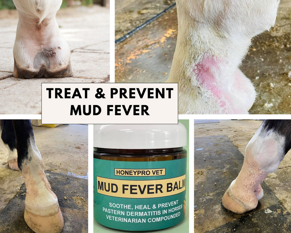 How to treat Greasy Heal / Mud Fever in horses! | HoneyPro Vet
