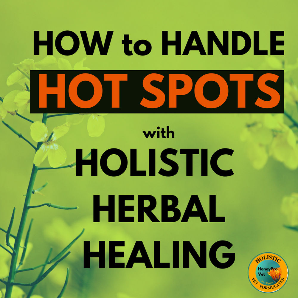 How to Heal Hot Spots | HoneyPro Vet