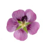 Mallow | Pressed-flowers