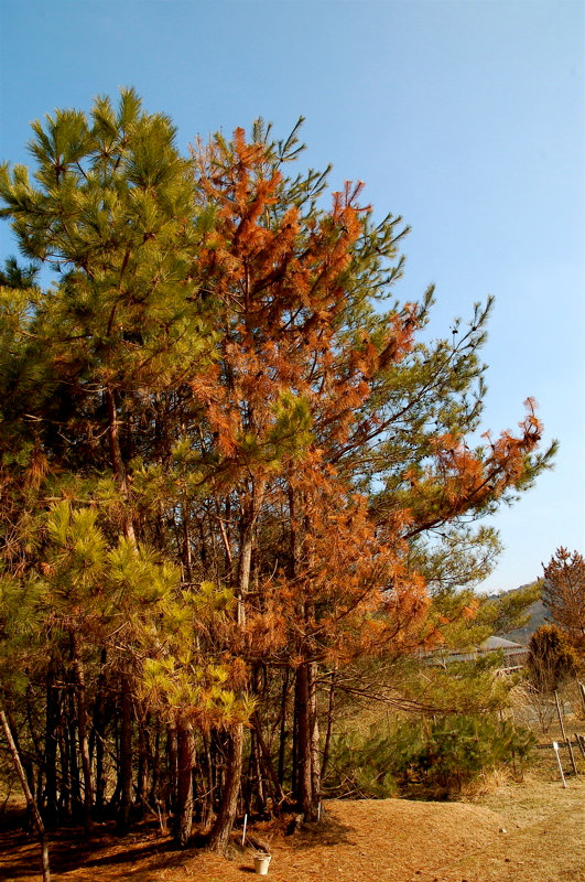 A Guide to Identifying Pine Tree Diseases in Baton Rouge and ...