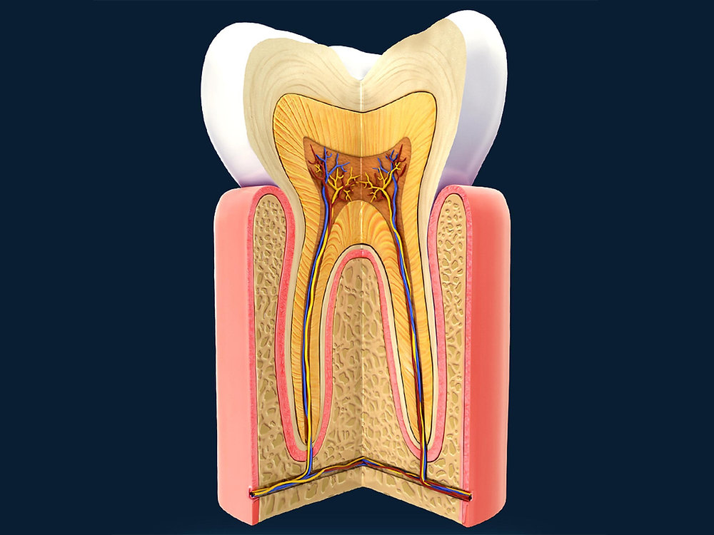 Sobre la anatomía del diente