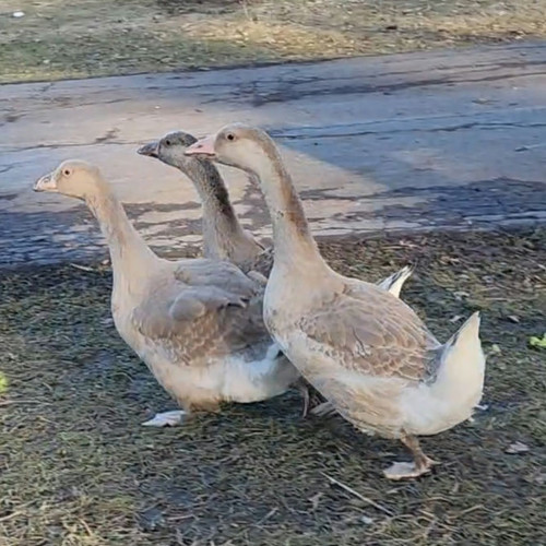 Buff Goose (purebred) | LittleDuckyFlowers