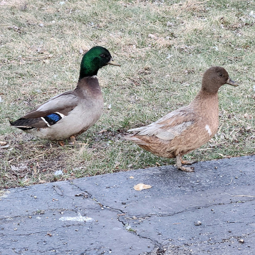 Call duck breeding pair (Pip and Squeak) | LittleDuckyFlowers