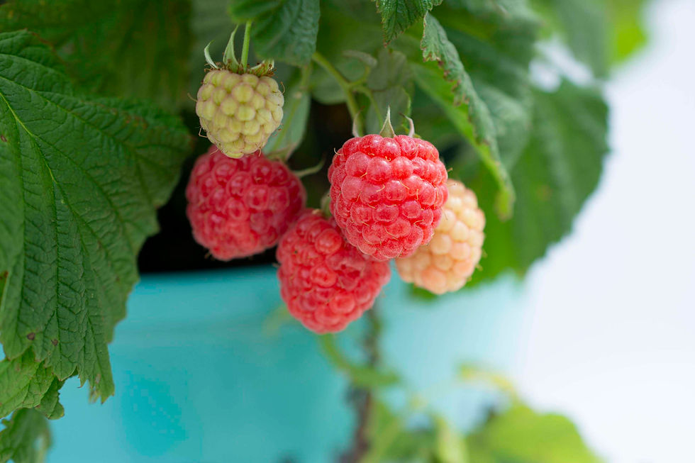 Raspberry - Raspberry Shortcake | LittleDuckyFlowers