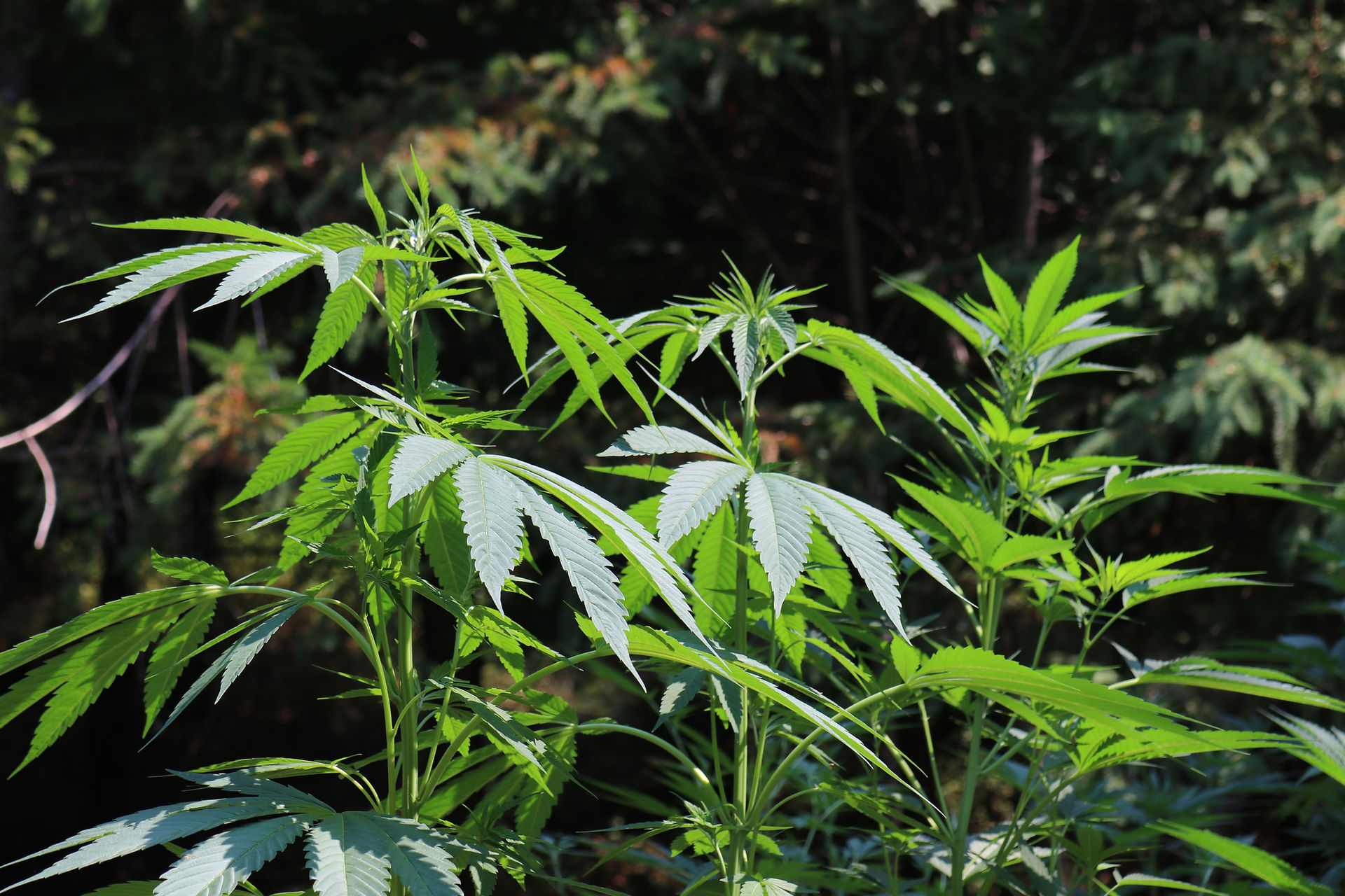 Seeds & Things | Obi Lebron