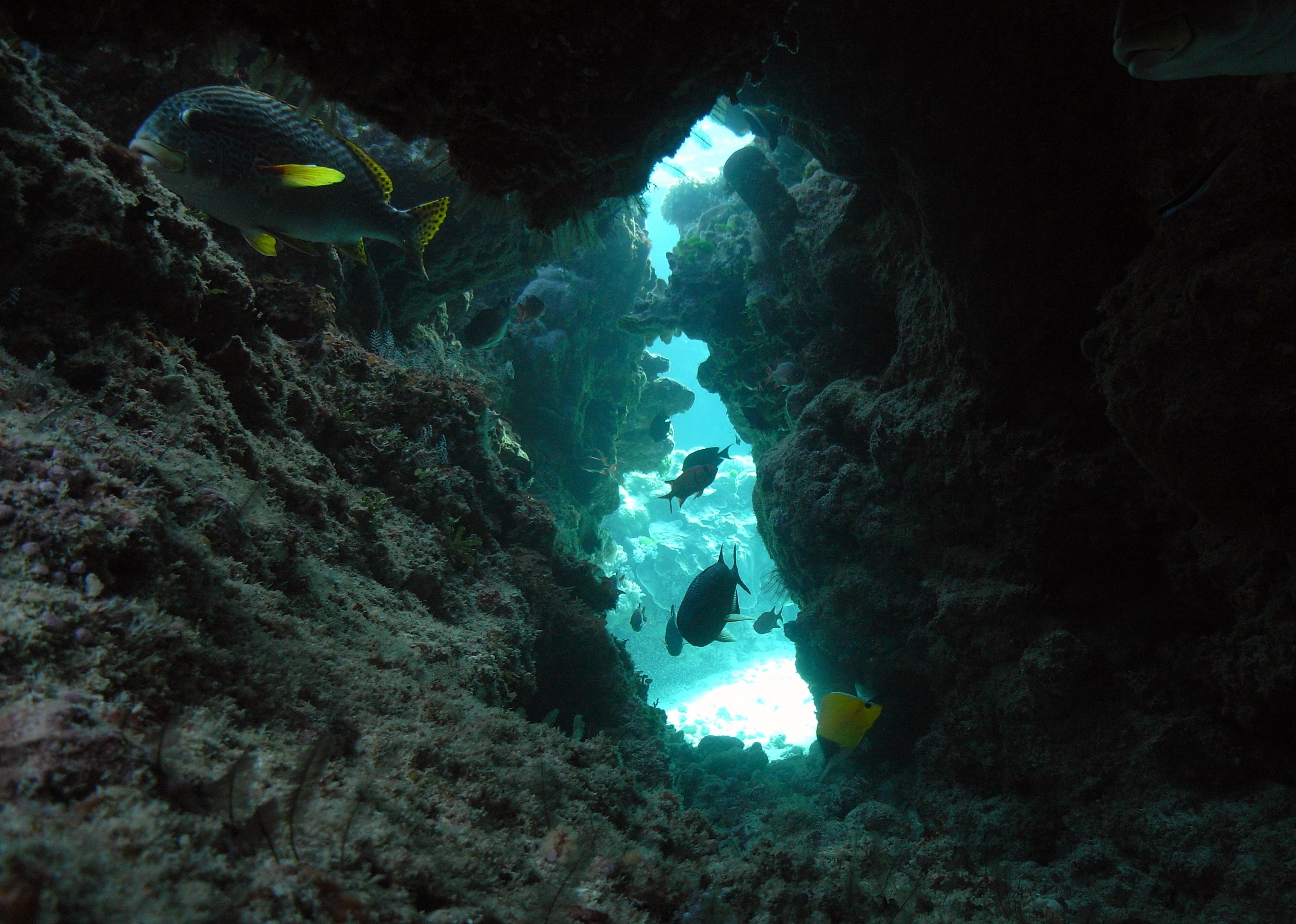 Great Barrier Reef Gallery | Shellharbour Scuba