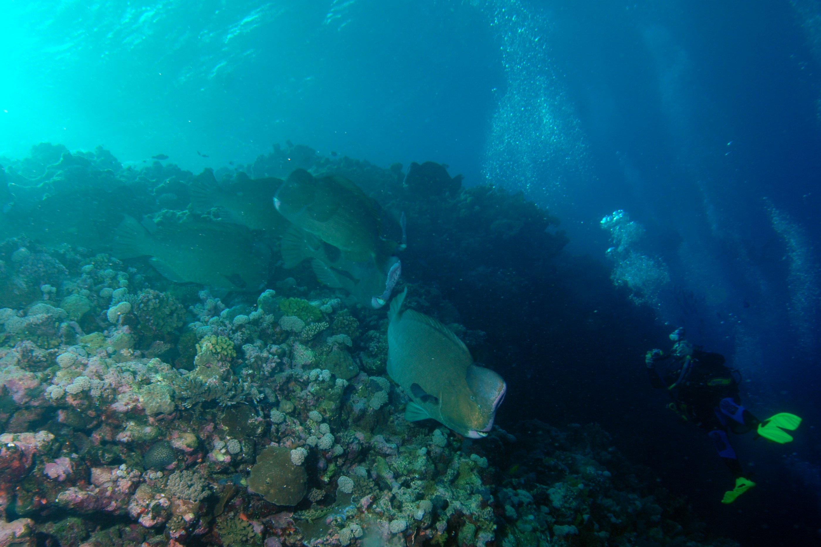 Great Barrier Reef Gallery | Shellharbour Scuba