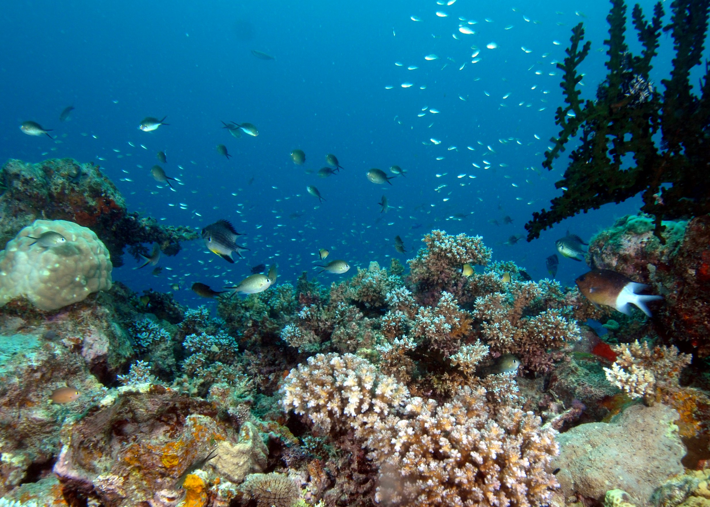 Great Barrier Reef Gallery | Shellharbour Scuba