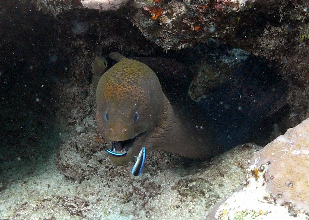 Great Barrier Reef Gallery | Shellharbour Scuba