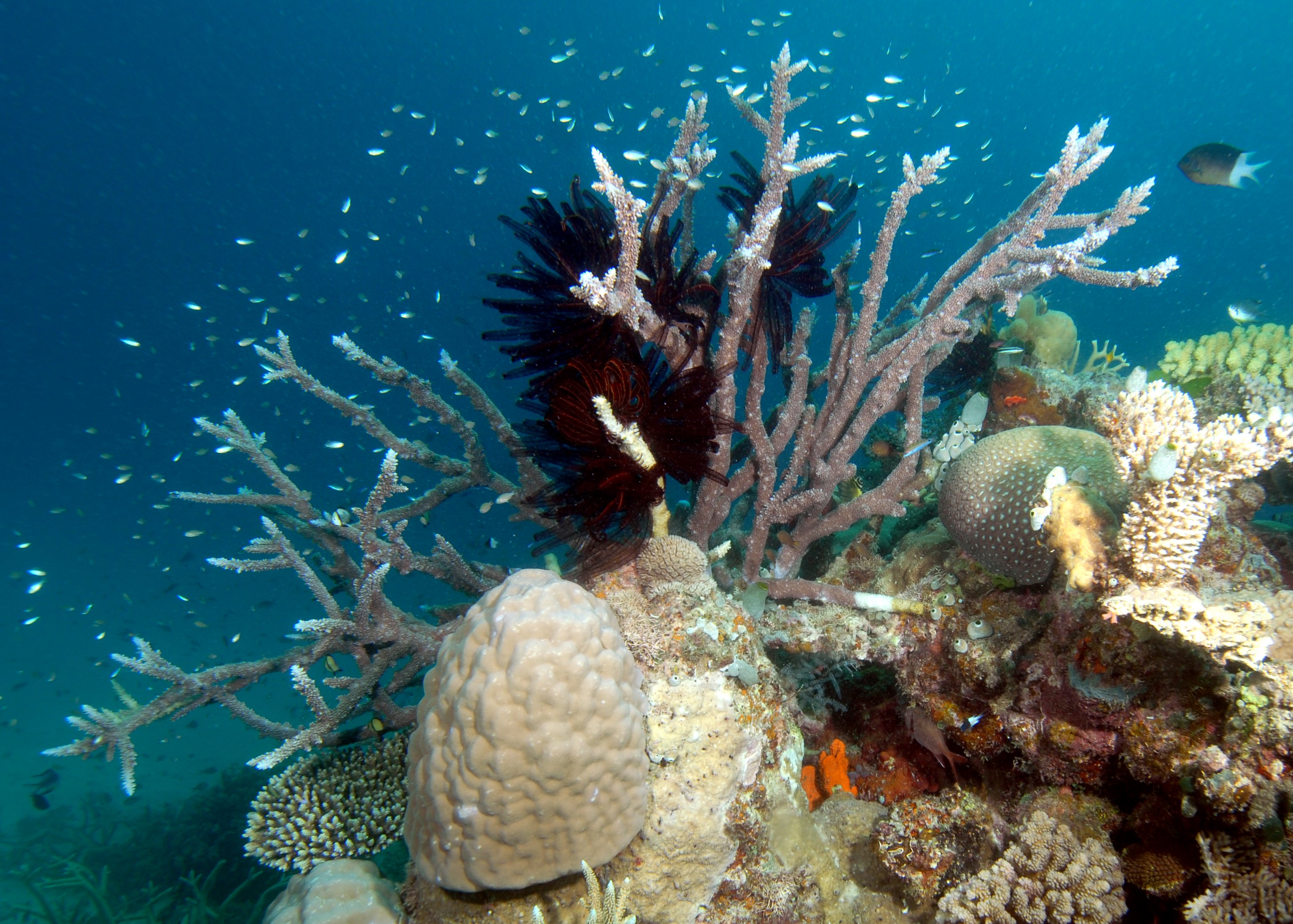 Great Barrier Reef Gallery | Shellharbour Scuba