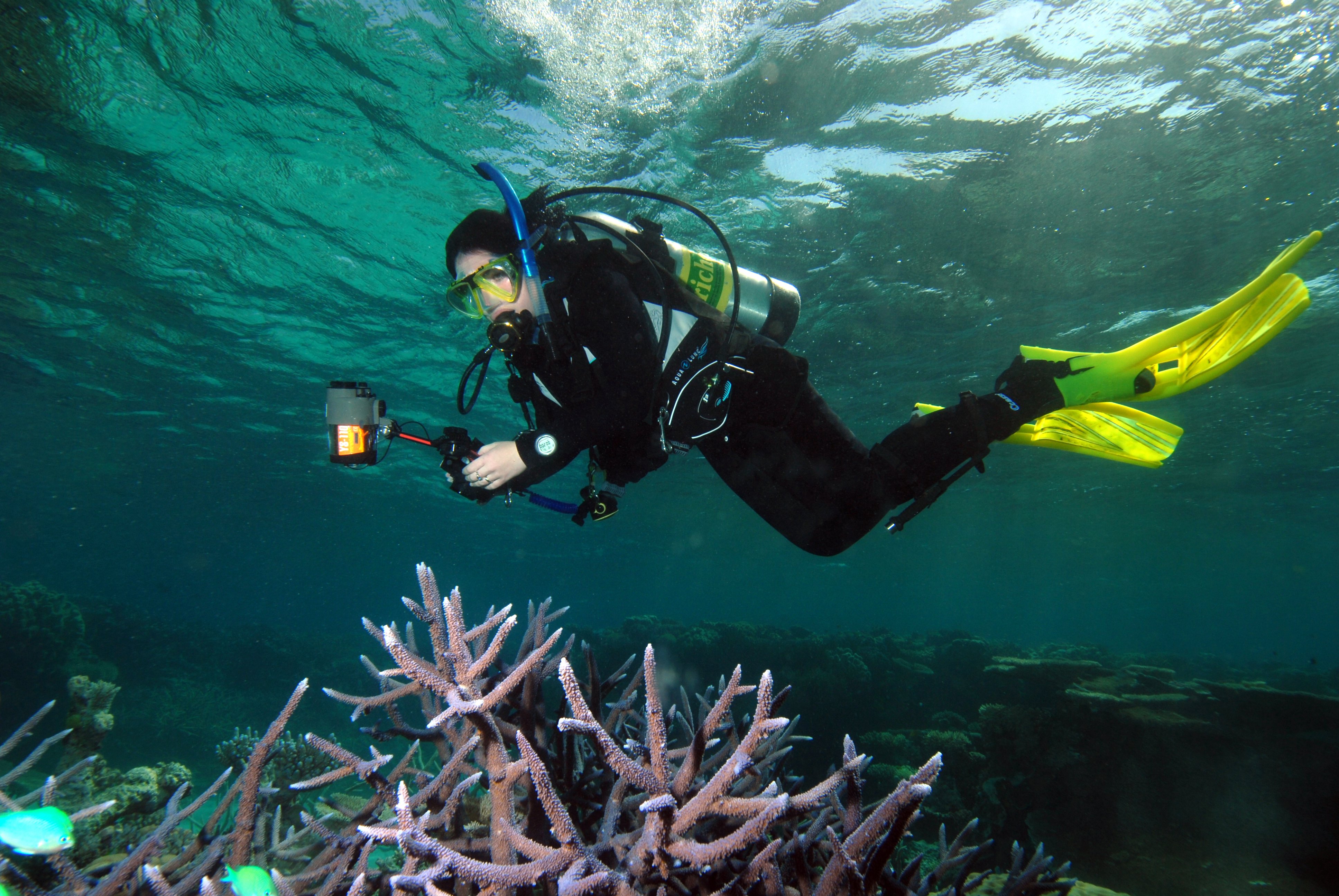 Great Barrier Reef Gallery | Shellharbour Scuba