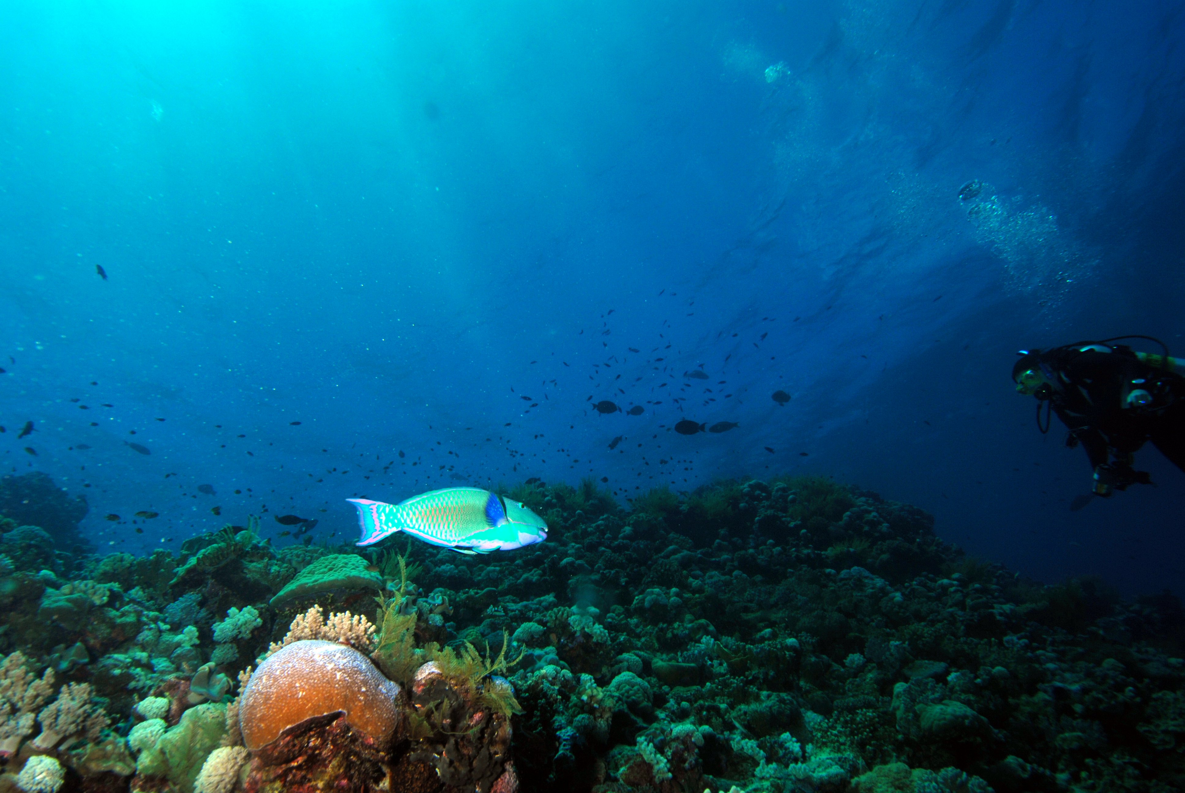 Great Barrier Reef Gallery | Shellharbour Scuba