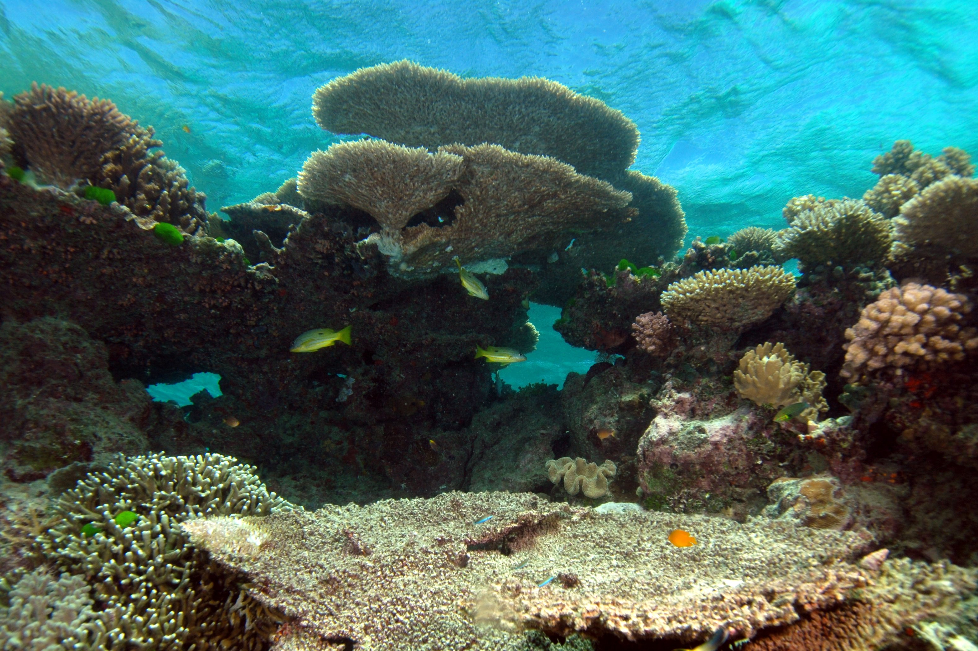 Great Barrier Reef Gallery | Shellharbour Scuba