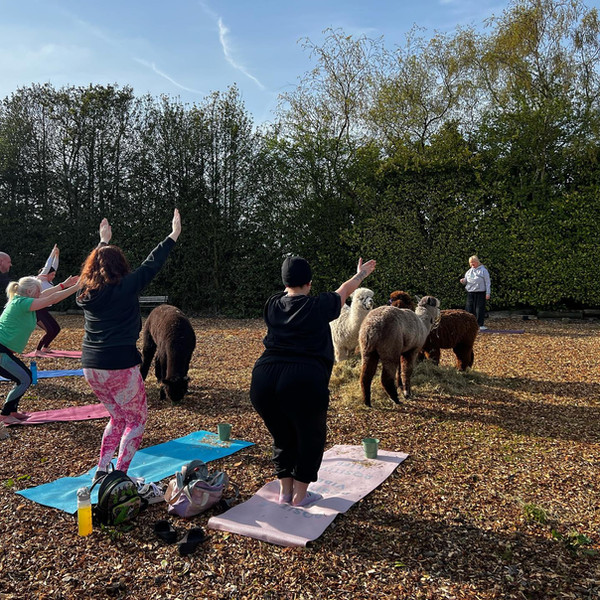 Alpaca yoga | Wetley Moor Alpacas