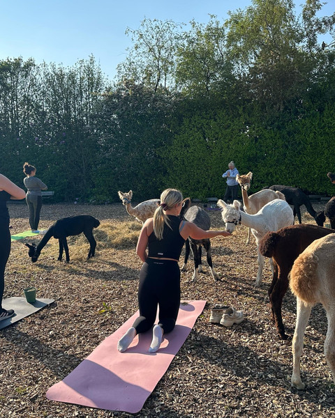 Alpaca yoga | Wetley Moor Alpacas