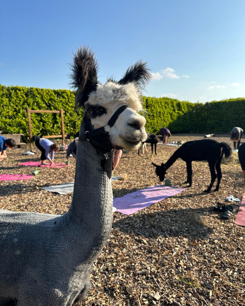 Alpaca yoga | Wetley Moor Alpacas