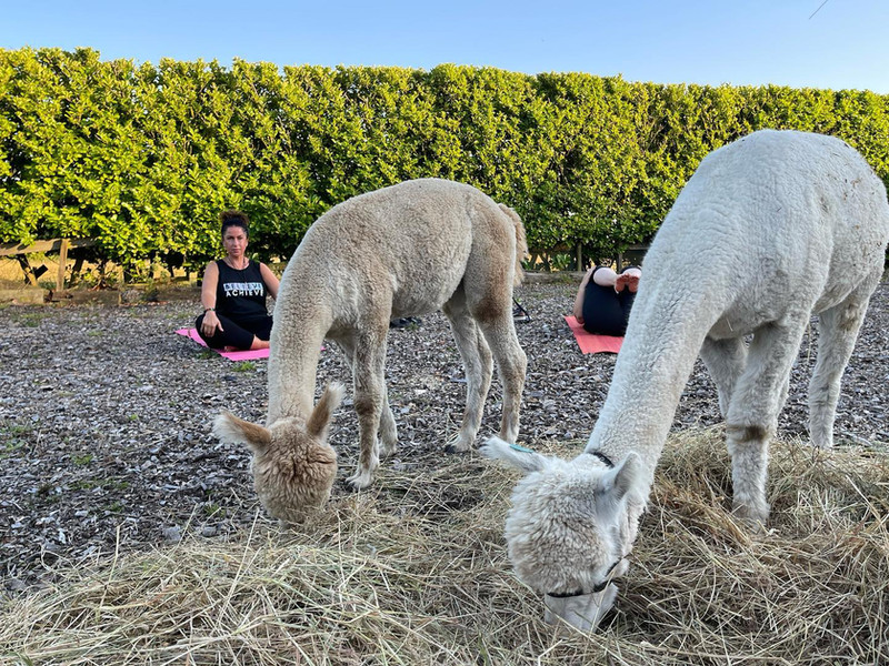 Alpaca yoga | Wetley Moor Alpacas