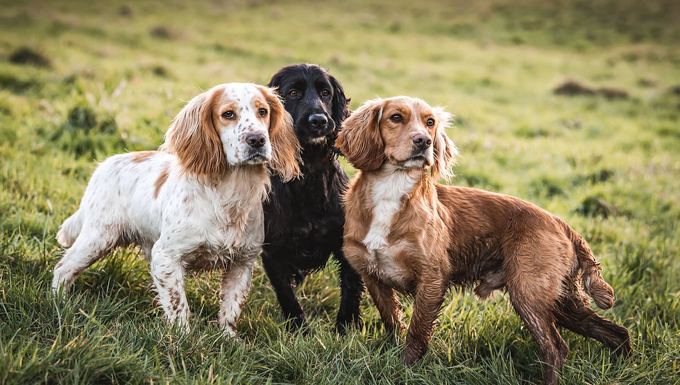 Stud Dogs | Avonmeadow Supplies