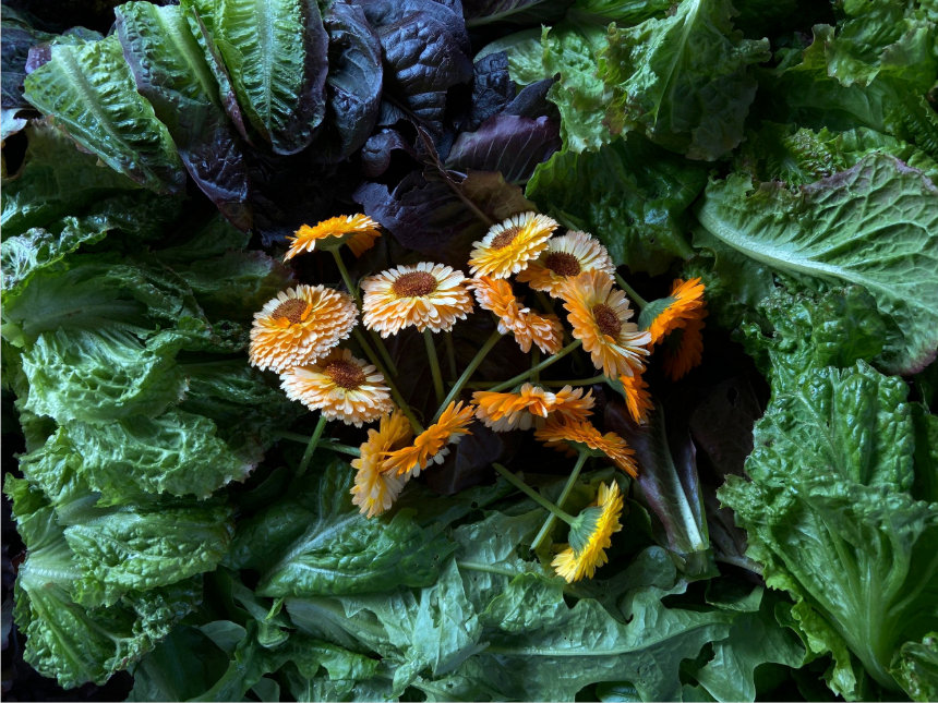 Wedmore Village Farm | Somerset Food Trail