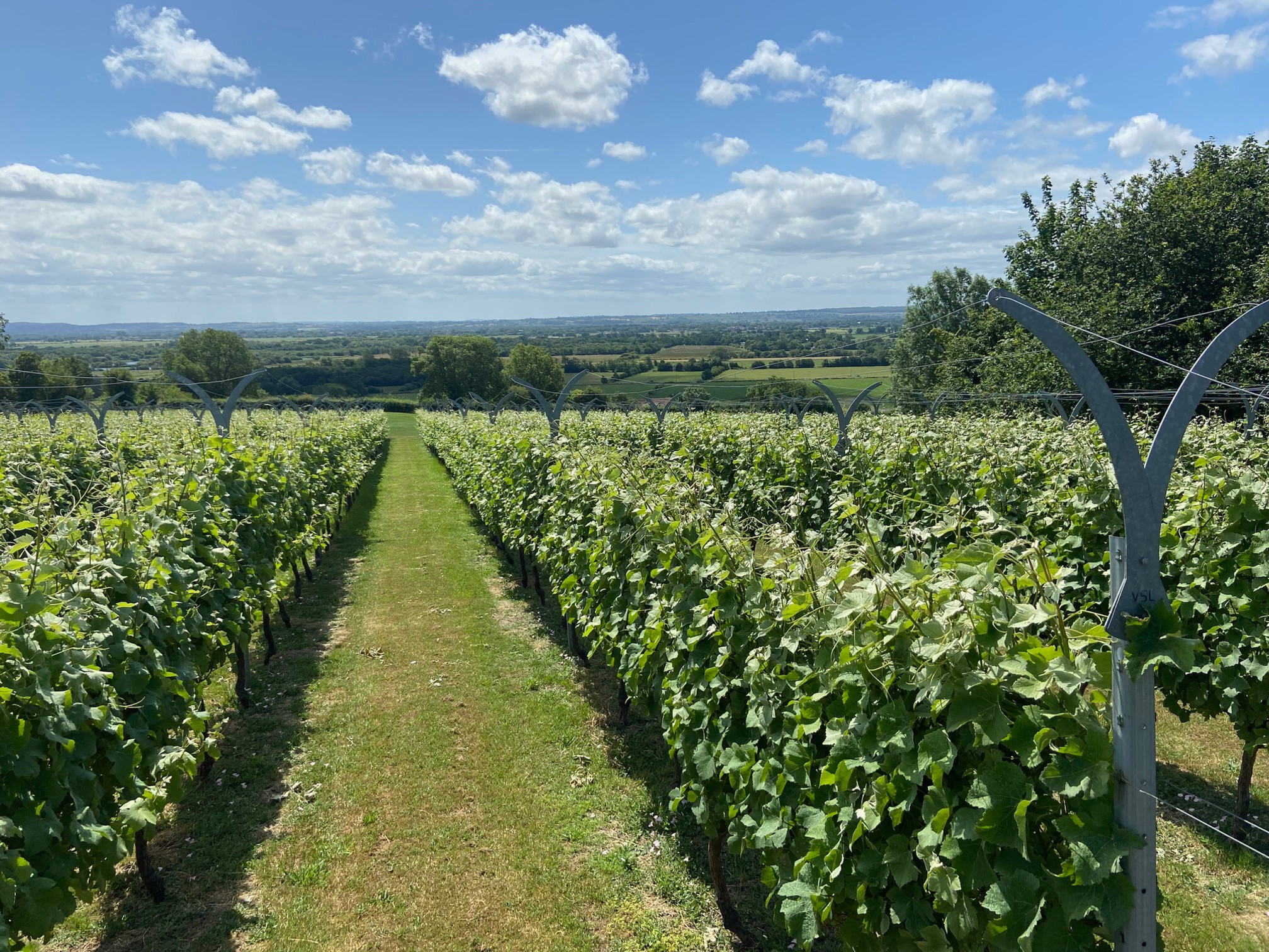 Mowbarton Estate vineyard | Somerset Food Trail