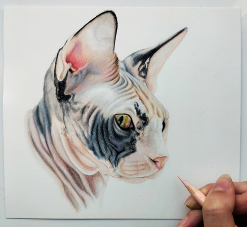 How to Draw a Sphynx Cat / Full Tutorial | artbyrhia