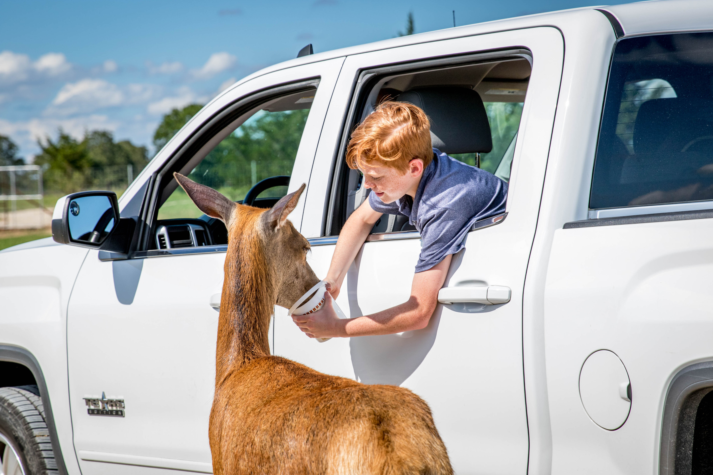 Wild Animal Safari | Drive-Thru Safari and Zoo | Georgia
