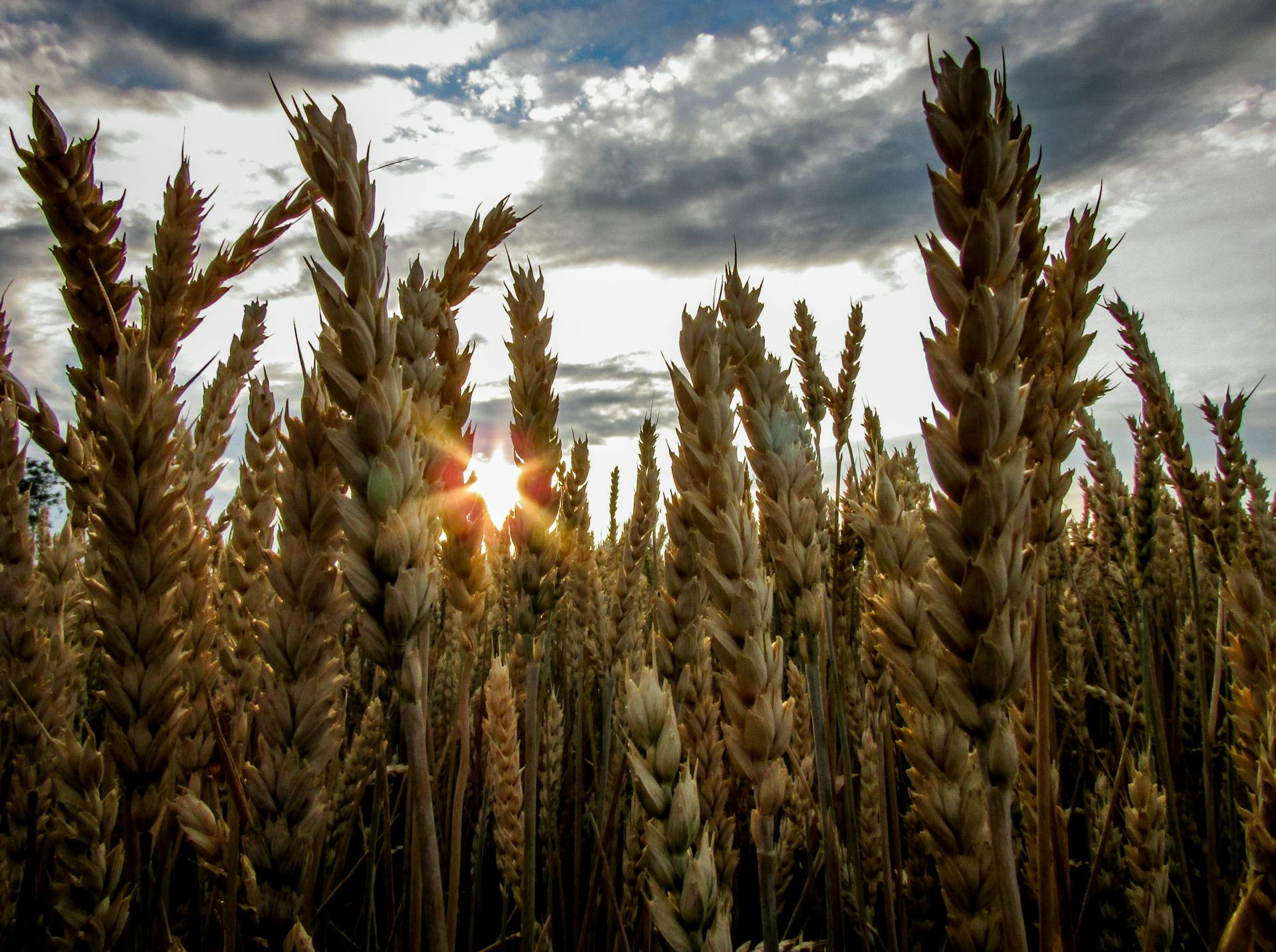Financial Literacy for Organic Grain Operations | Manitoba Organics