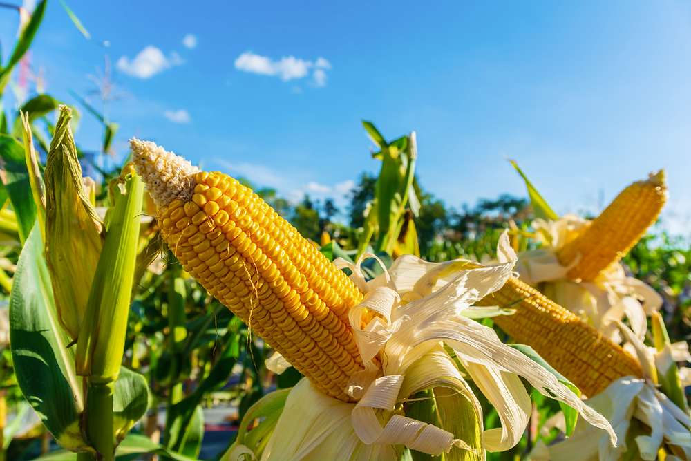 Ontario's Organic Corn Market