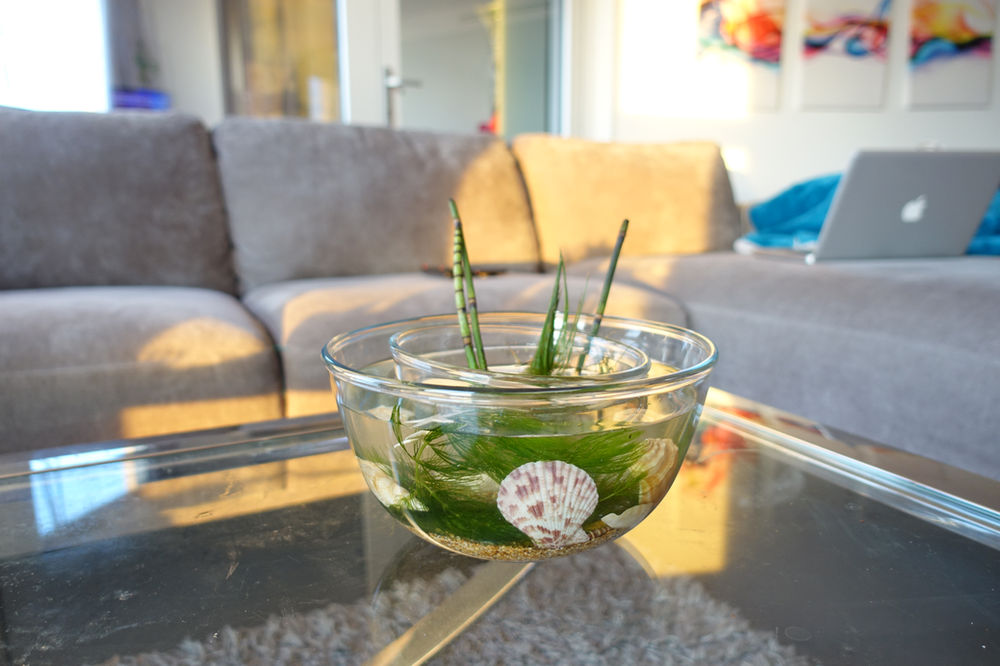 DIY | How To Make a Table Top Mini Pond in 3 Simple Steps