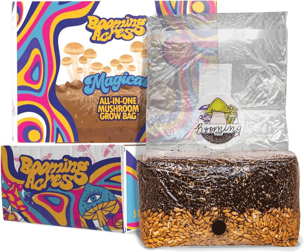 How to Grow Enoki Mushrooms at Home: A Step-by-Step Guide