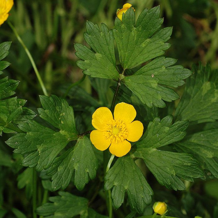 Creeping Buttercup Benefits Uses and folklore