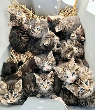 Middleburg Humane Foundation