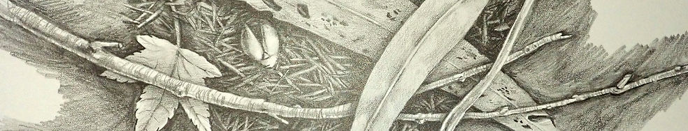 Drawings | Jan Clark Artist
