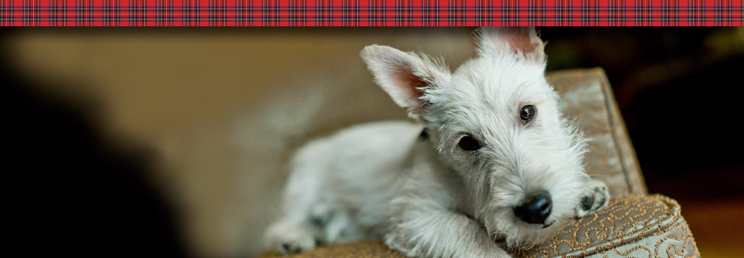 North Texas Scottie Rescue