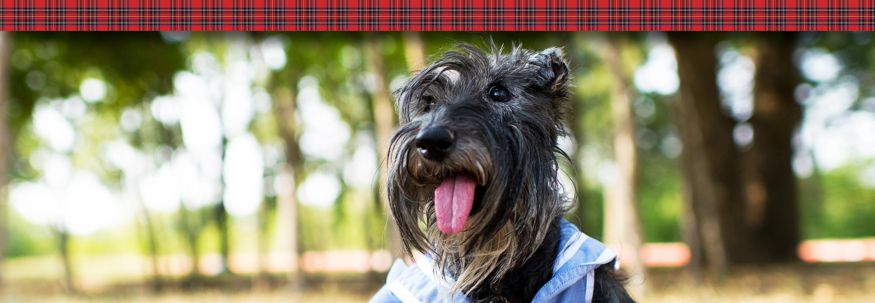 North Texas Scottie Rescue