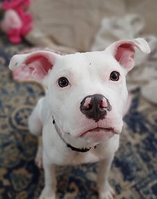 Home | Hello Pitty Rescue