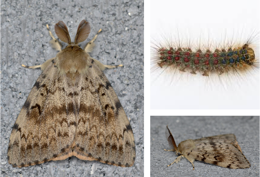 Spongy Moth (aka Gypsy Moth)
