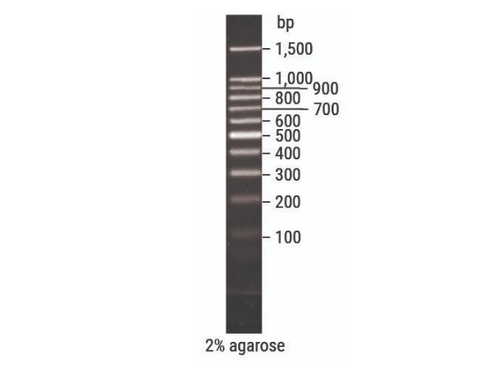 100bp DNA Ladder | biodynamics