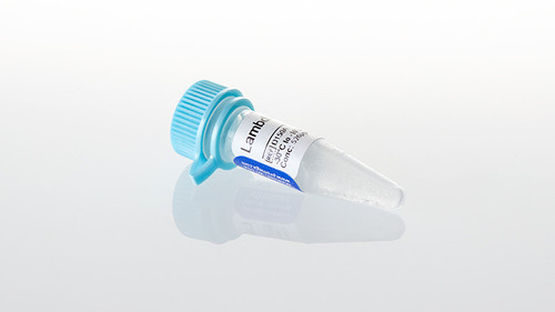 Lambda DNA | biodynamics