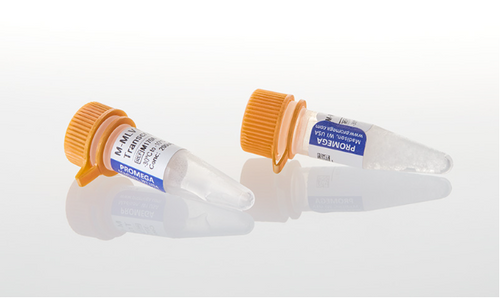 M-MLV Reverse Transcriptase | biodynamics