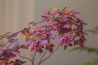 oxalis rubra tiny tree